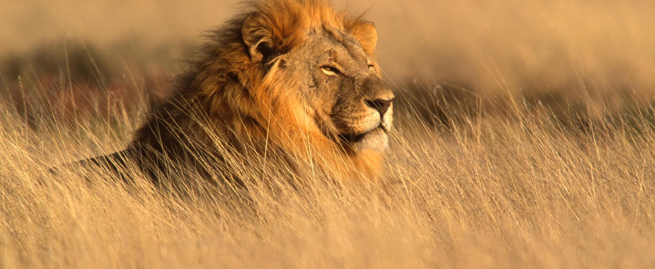 World Lion Day (August 10th) | Days Of The Year