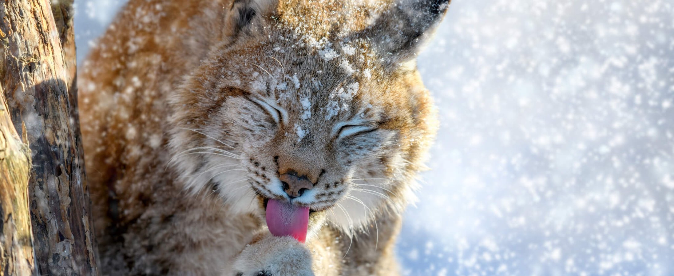 International Lynx Day (June 11th) | Days Of The Year