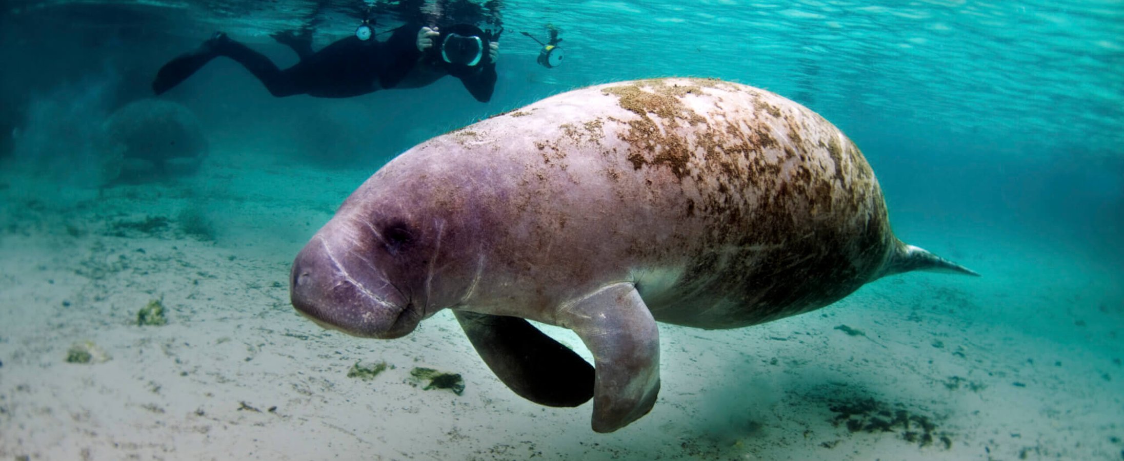 Manatee Appreciation Day (March 25th, 2026) | Days Of The Year