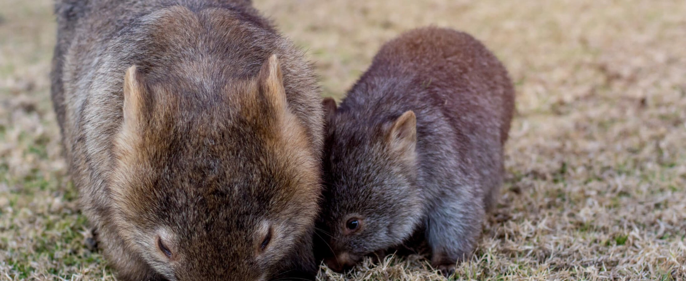 Wombat Day (October 22nd) | Days Of The Year