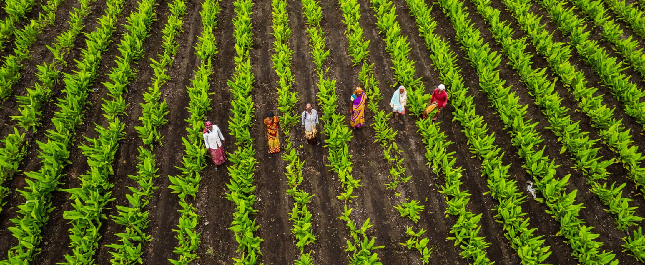 National Agriculture Week (Mar 15th to Mar 21st) | Days Of The Year