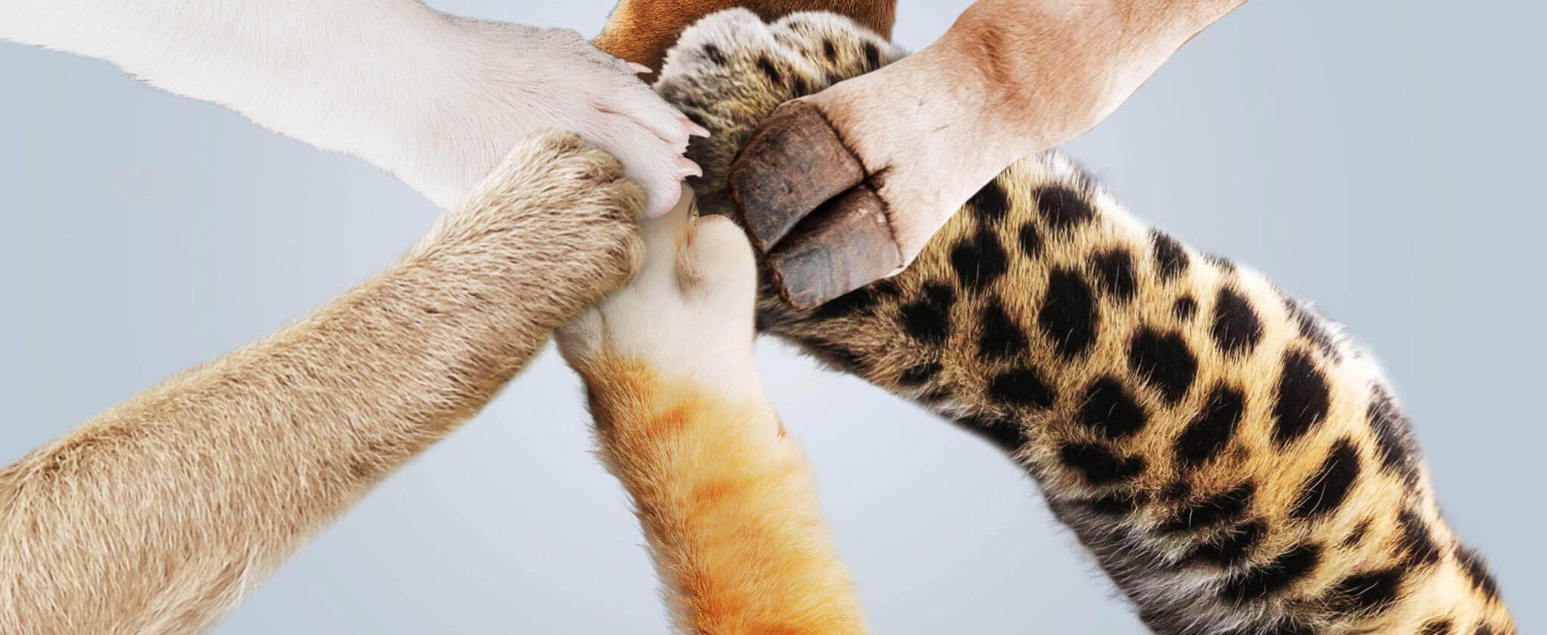 National Animal Advocacy Day (April 30th) | Days Of The Year