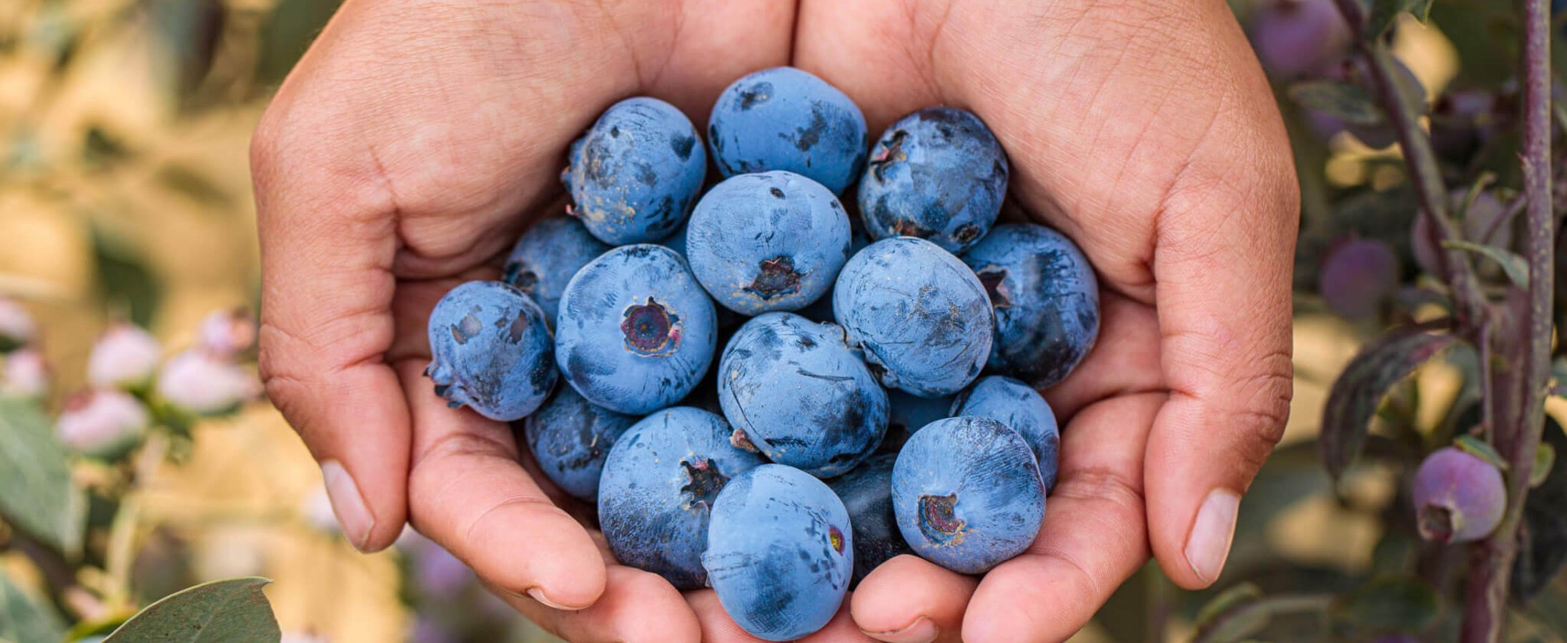 National Blueberry Month (July 2026) | Days Of The Year