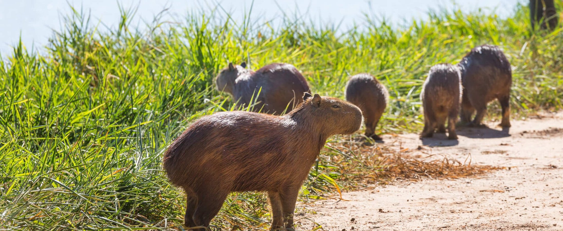 National Capybara Day (July 10th) | Days Of The Year