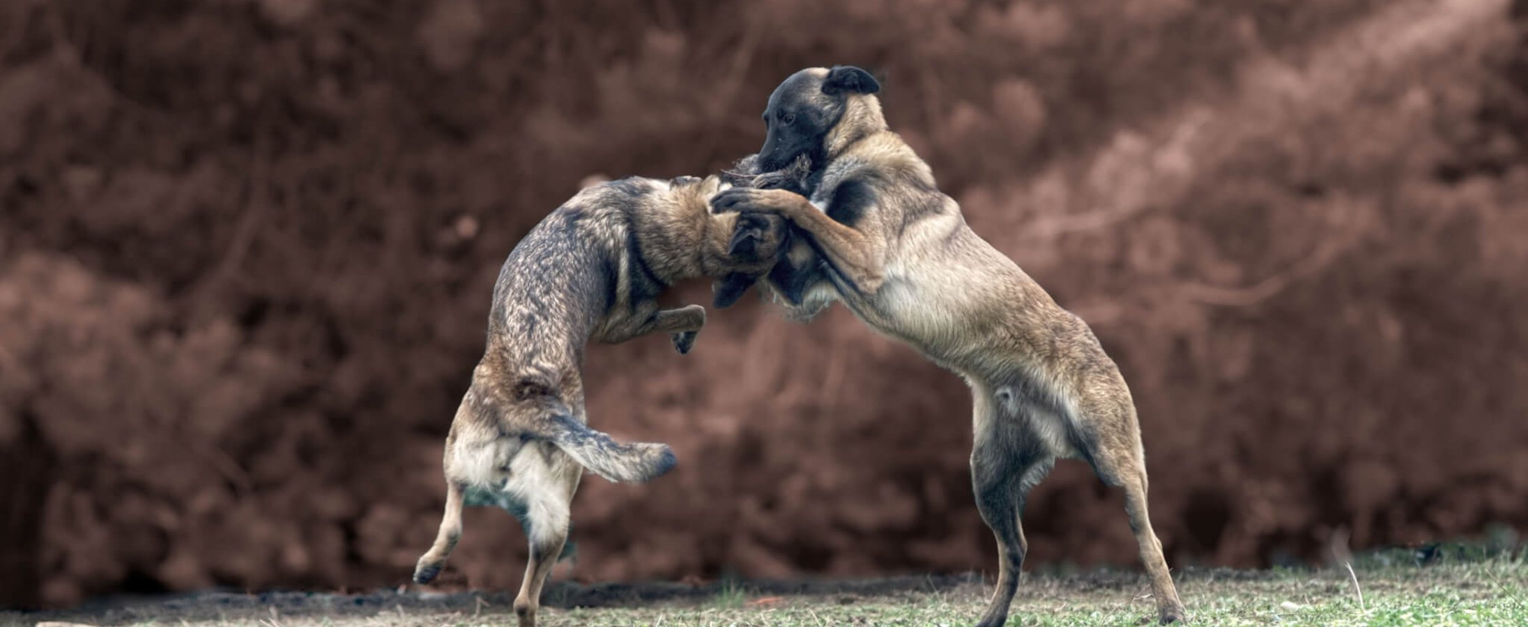 National Dog Fighting Awareness Day (April 8th) | Days Of The Year
