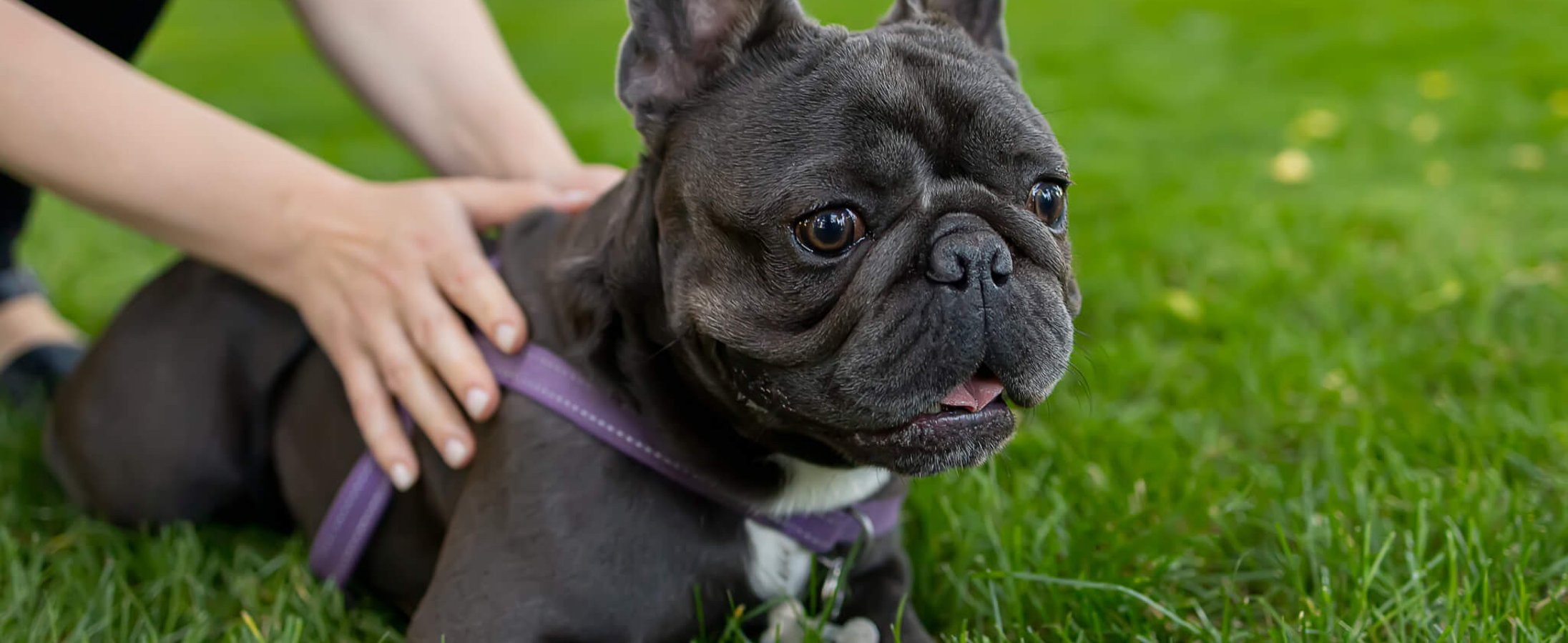 National French Bulldog Day (January 13th) | Days Of The Year