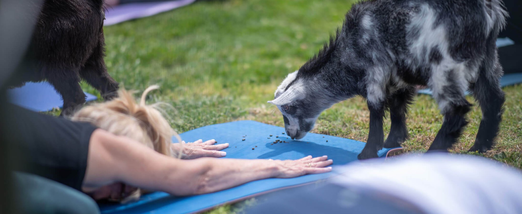 National Goat Yoga Month (February 2026) | Days Of The Year