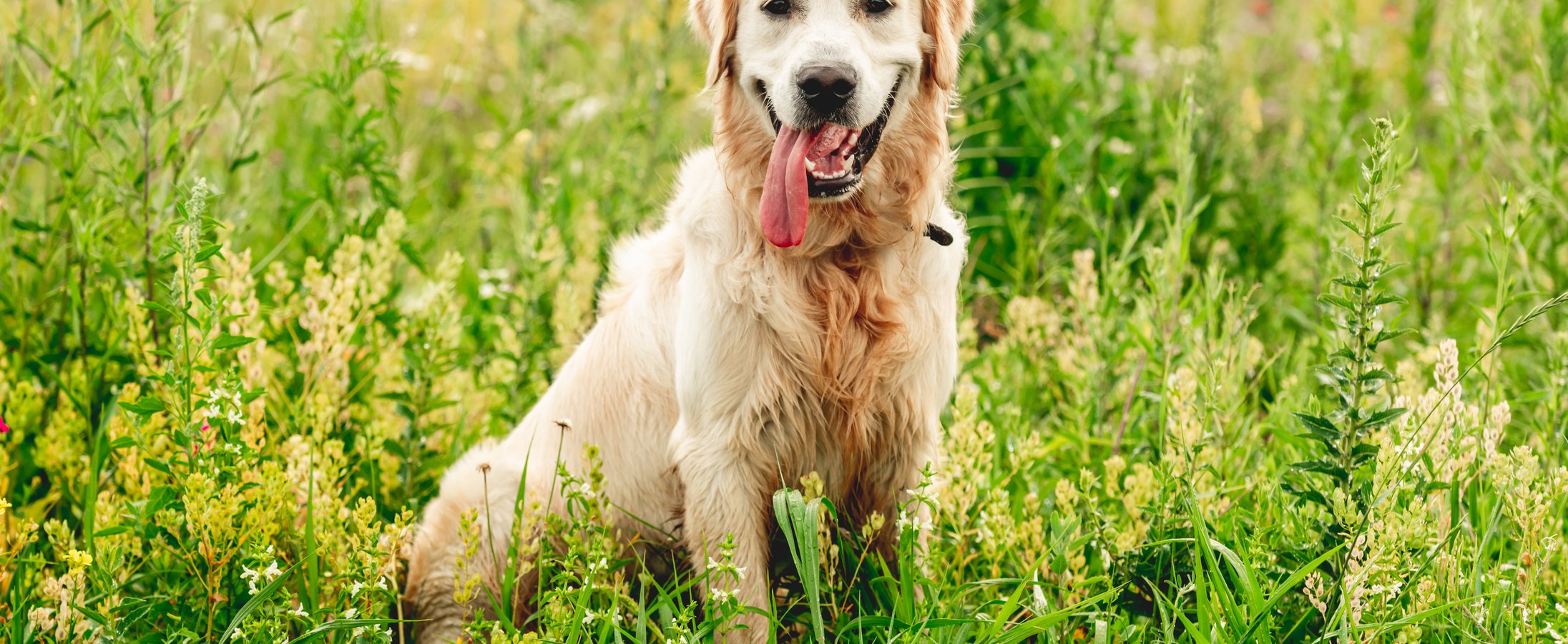 National Golden Retriever Day (February 3rd) | Days Of The Year