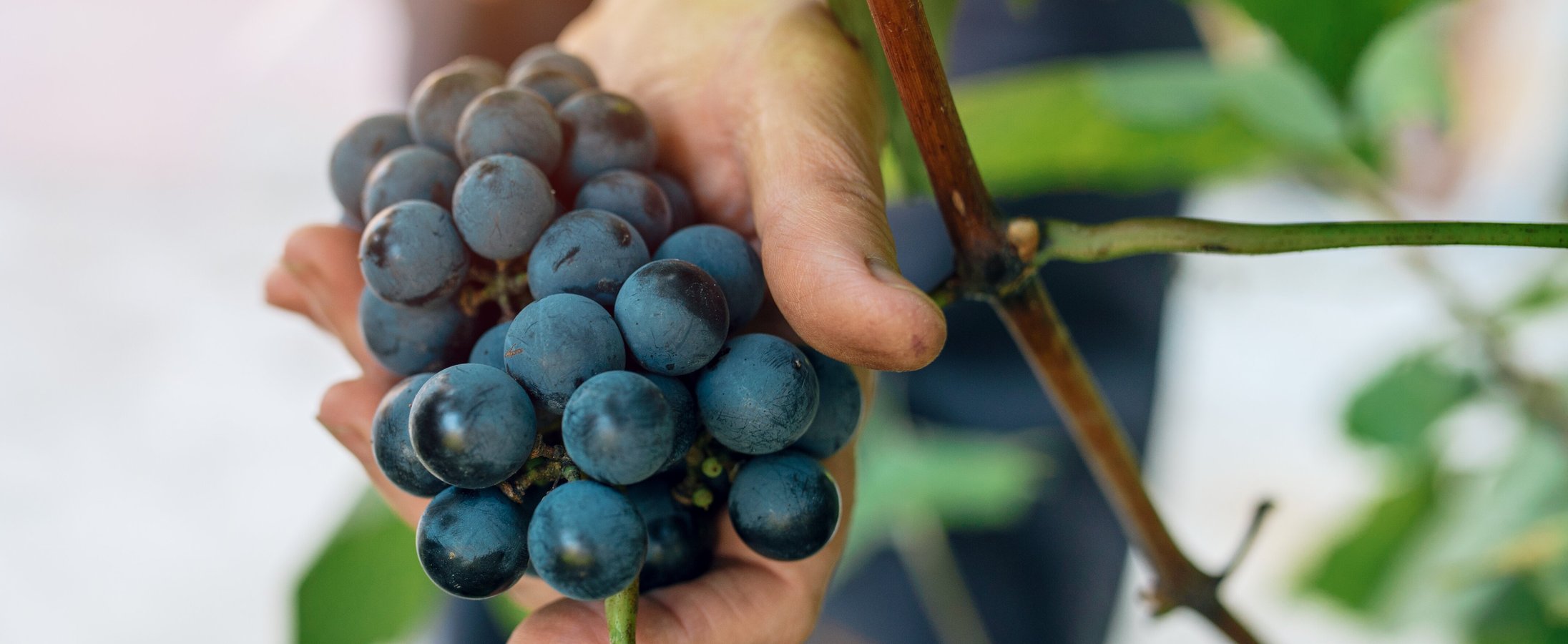 National Grape Day (May 27th) | Days Of The Year