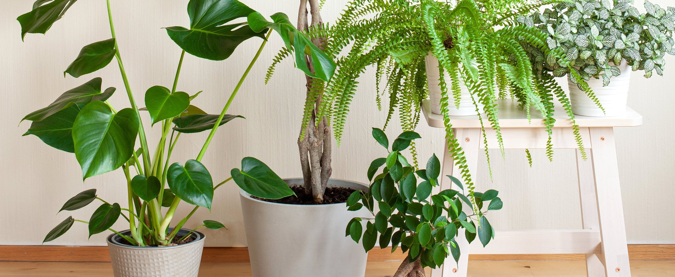 National Indoor Plant Week (Sep 21st to Sep 27th) | Days Of The Year