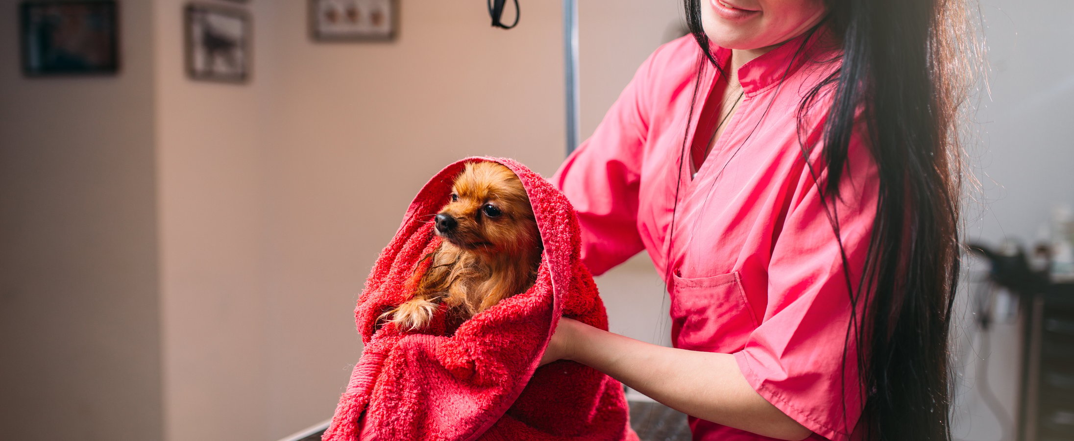 National Little Pampered Dog Day (April 27th) | Days Of The Year