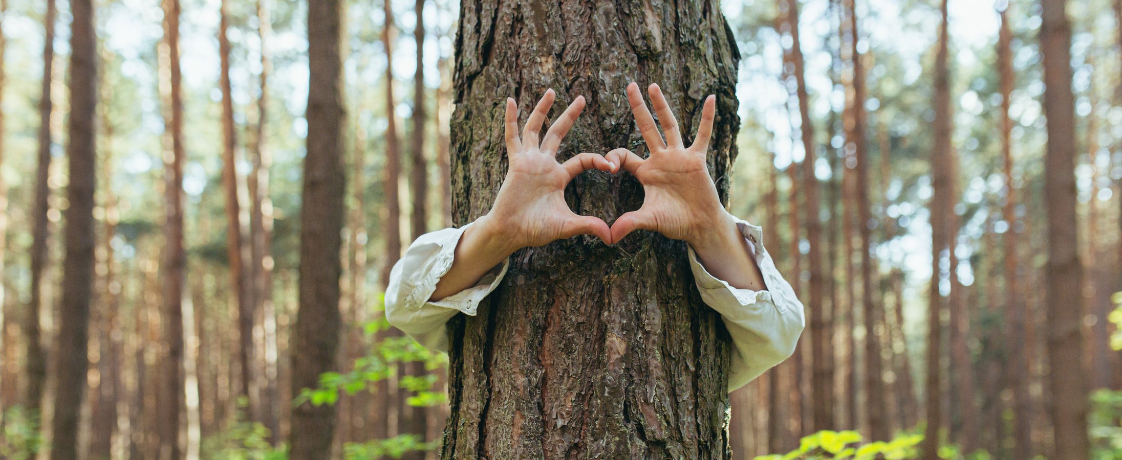 National Love a Tree Day (May 16th) | Days Of The Year