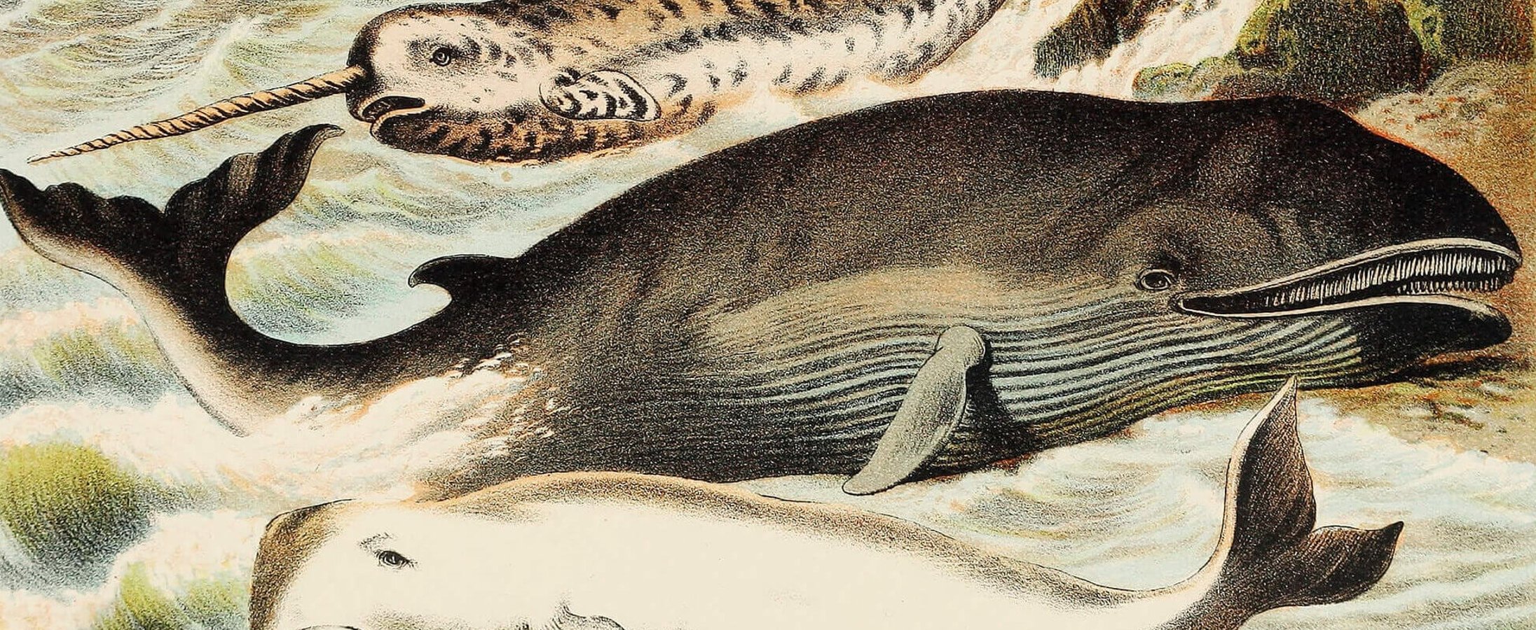 National Narwhal Day (April 22nd) | Days Of The Year