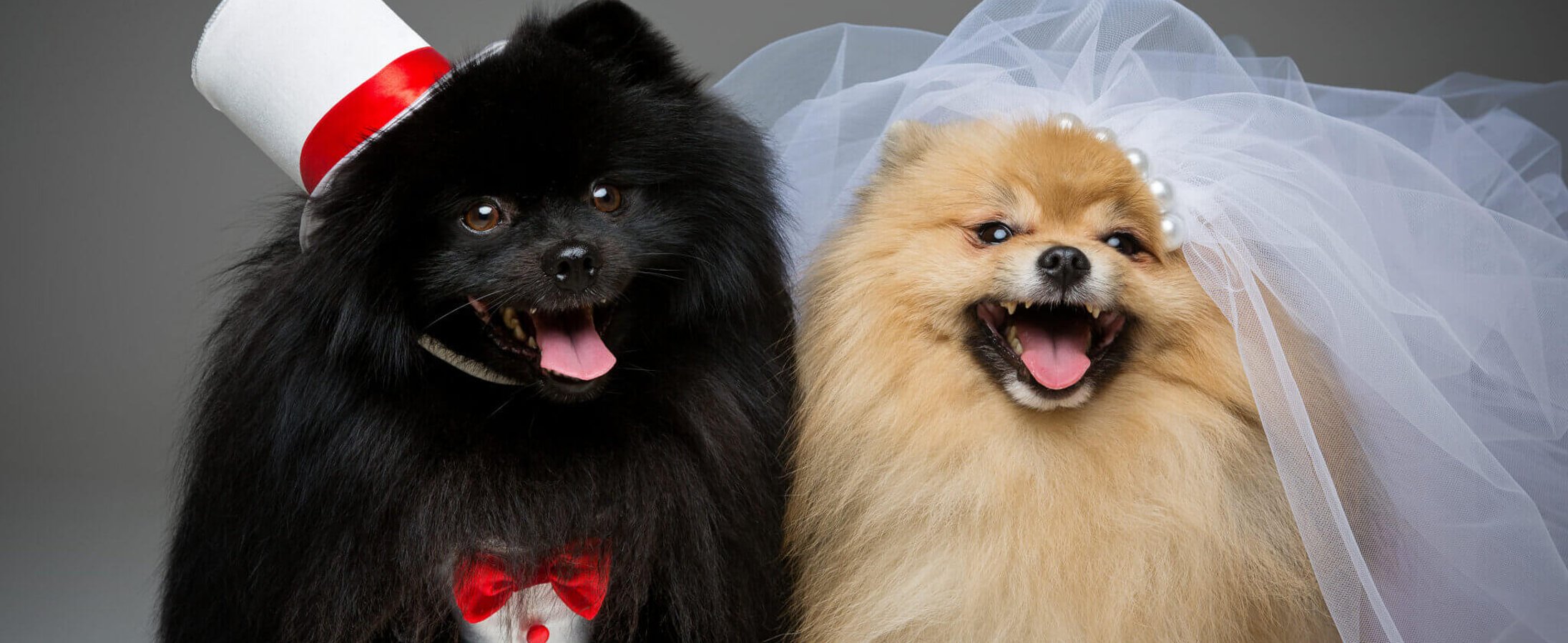 National Pet Wedding Week (Jun 8th to Jun 14th) | Days Of The Year