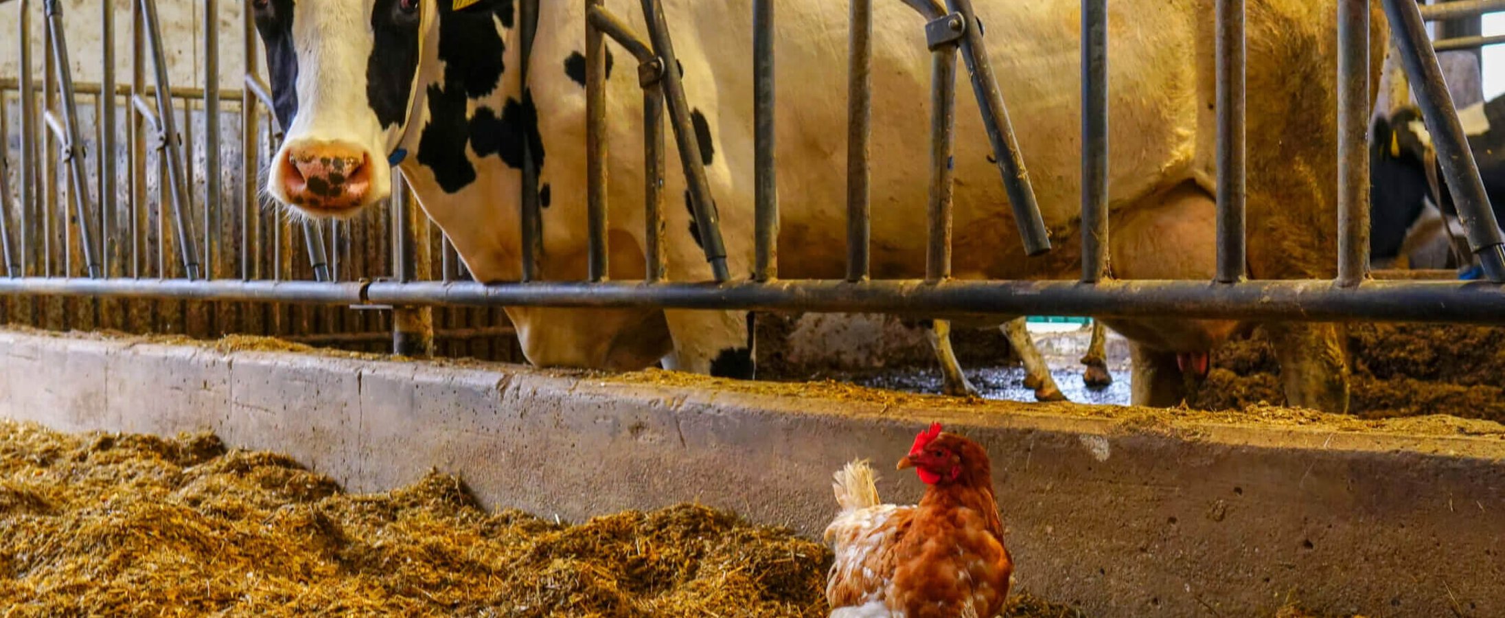 National Rendering Day (April 21st) | Days Of The Year