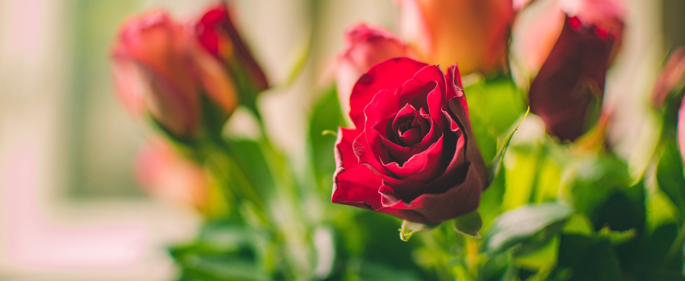 National Rose Month (June 2026) | Days Of The Year
