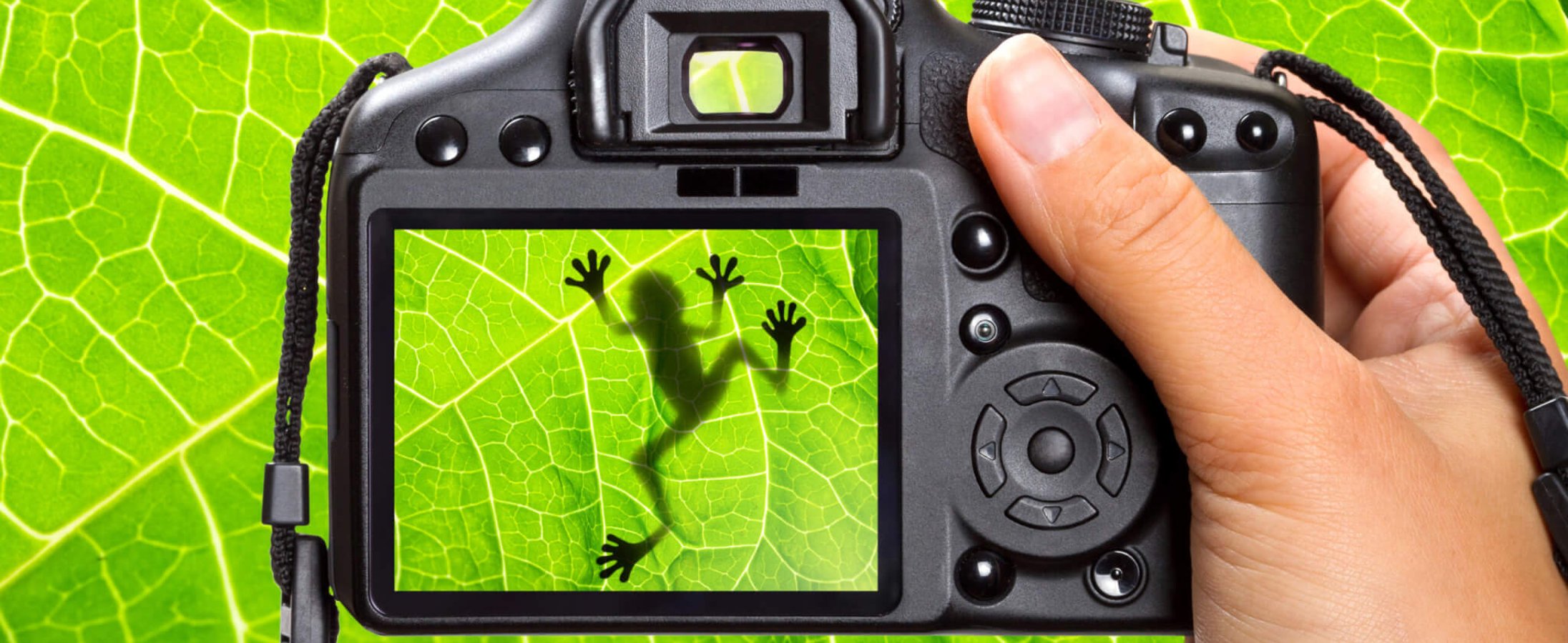 Nature Photography Day (June 15th) | Days Of The Year