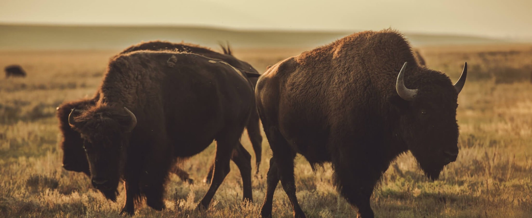 National Bison Day (November 1st, 2025) | Days Of The Year