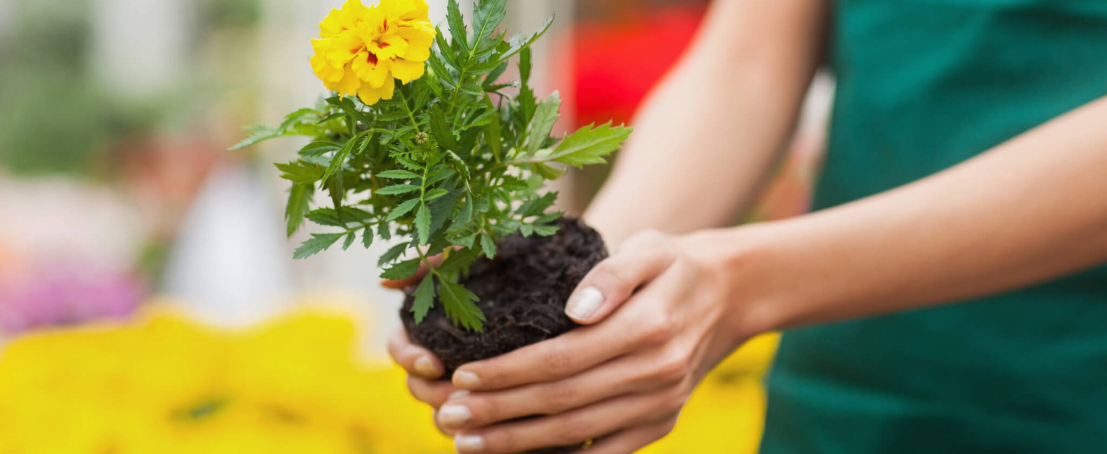 National Plant a Flower Day (March 12th) | Days Of The Year