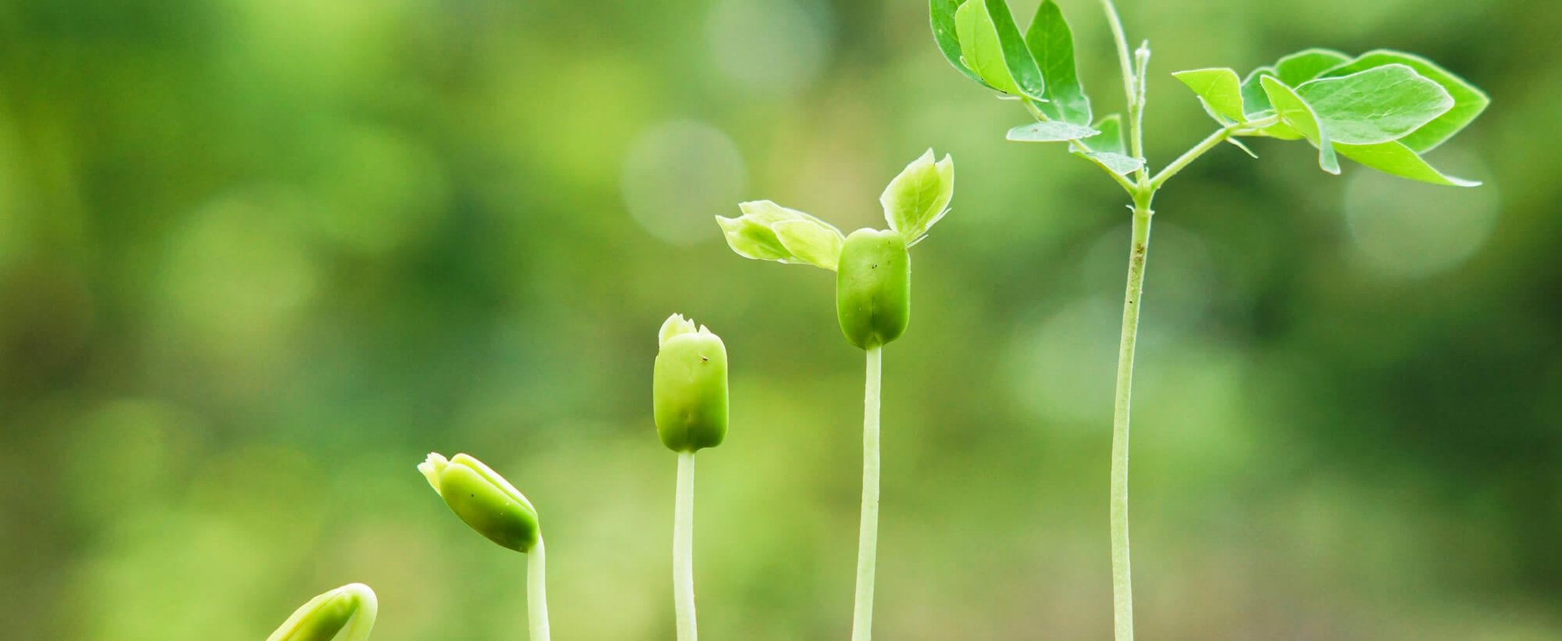 Plant Power Day (March 7th) | Days Of The Year