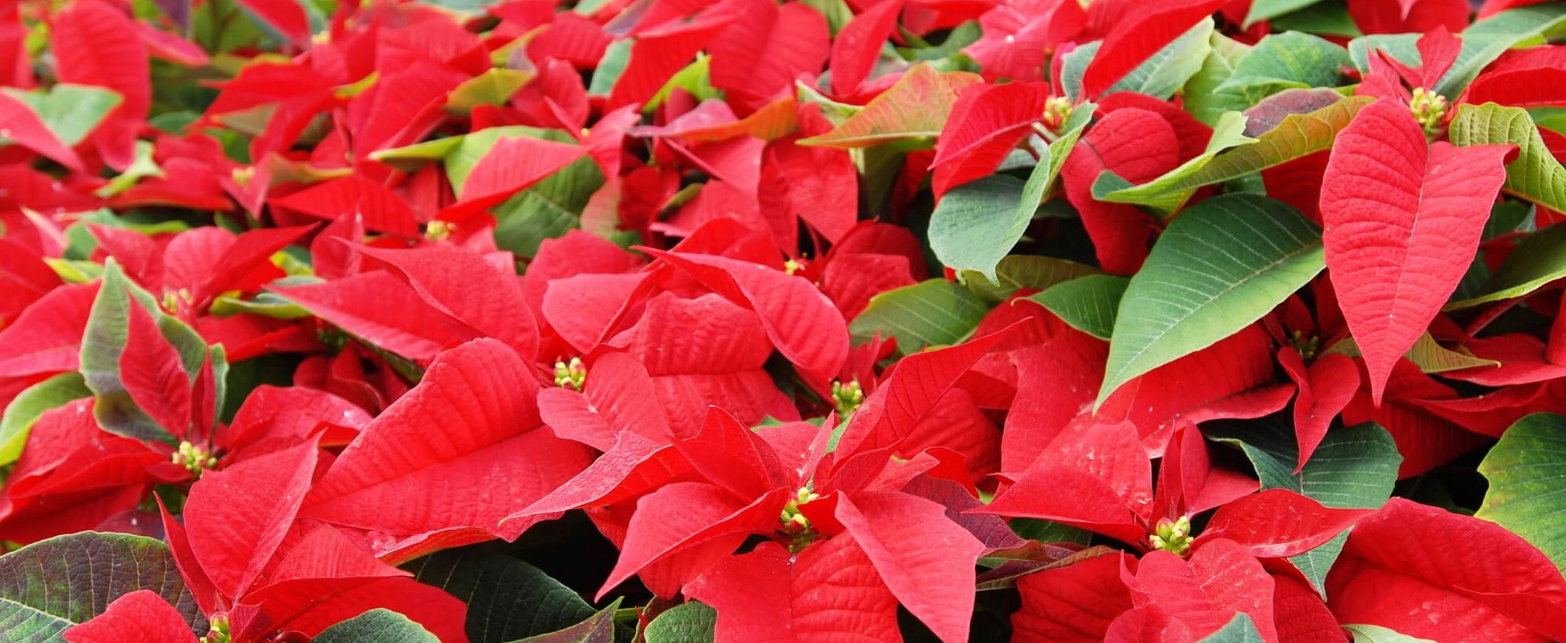 National Poinsettia Day (December 12th) | Days Of The Year