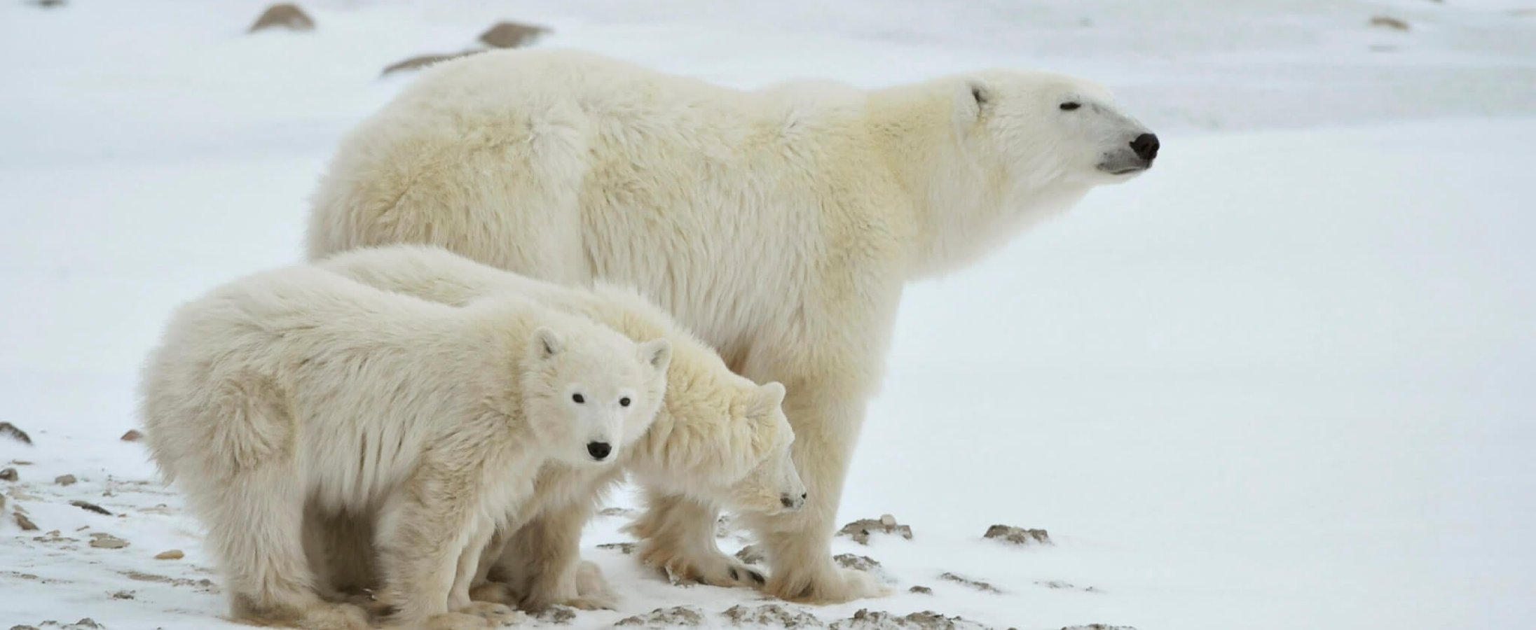 International Polar Bear Day (February 27th) | Days Of The Year