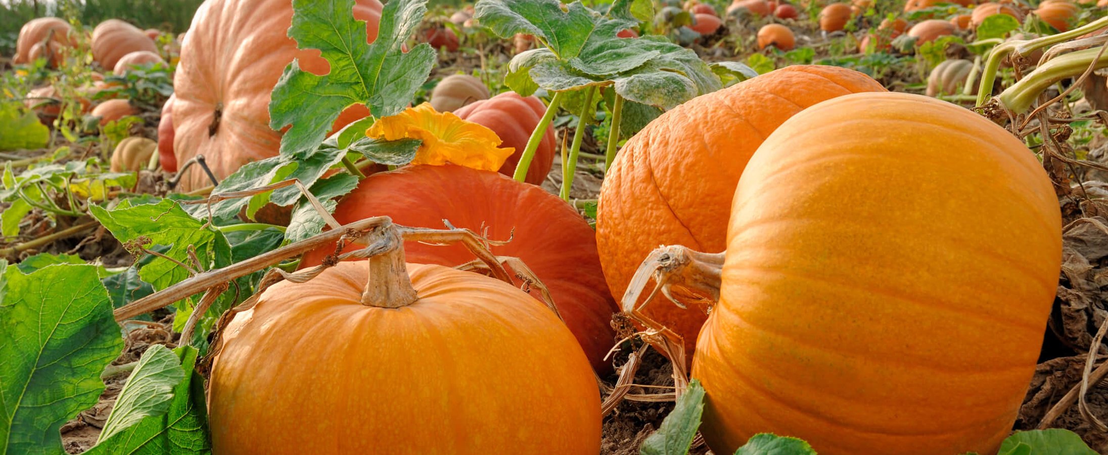 National Pumpkin Day (October 26th) | Days Of The Year