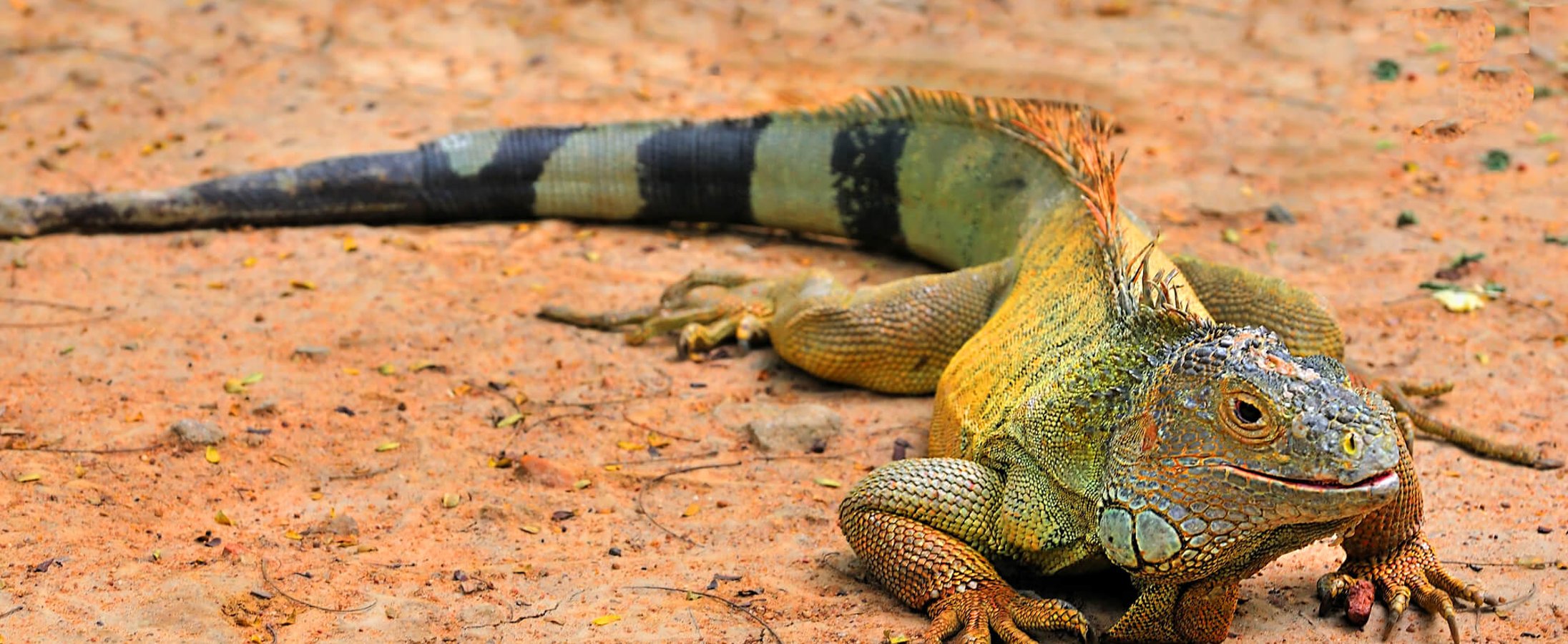 National Reptile Awareness Day (October 21st) | Days Of The Year