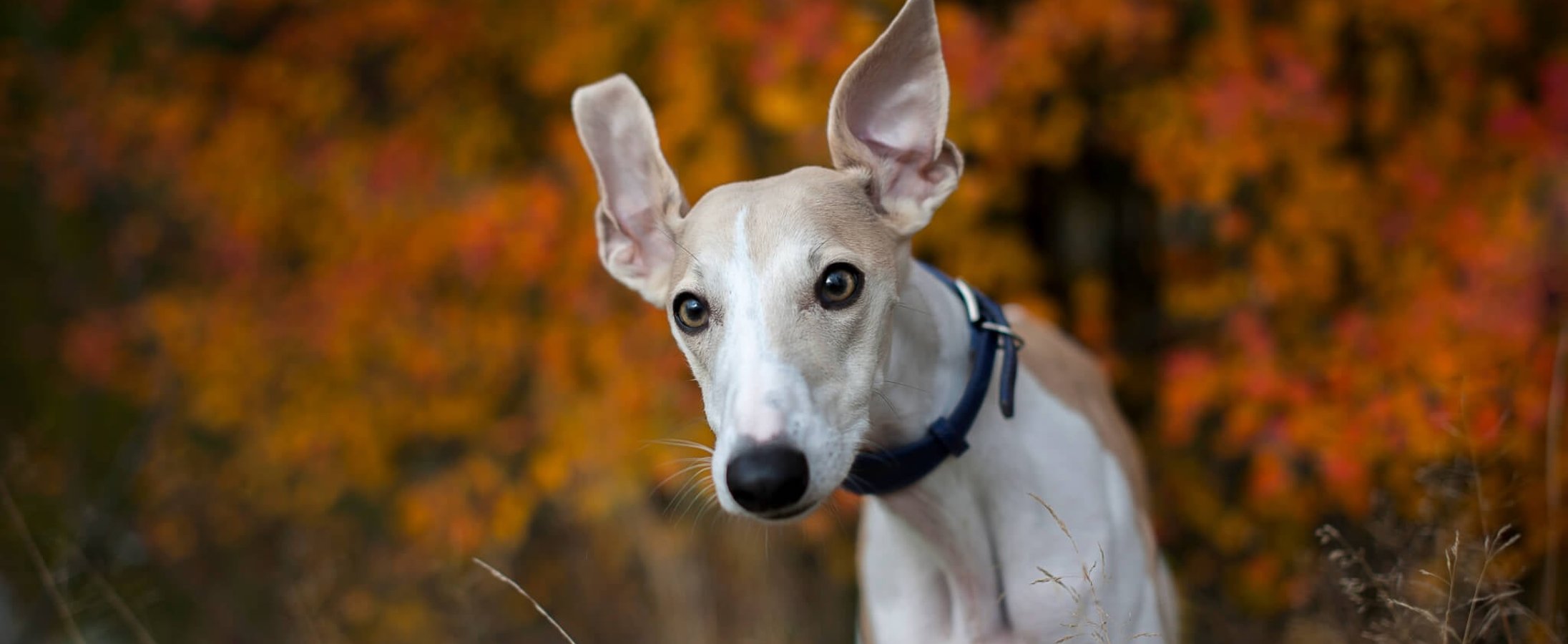 National Whippet Day (February 19th) | Days Of The Year