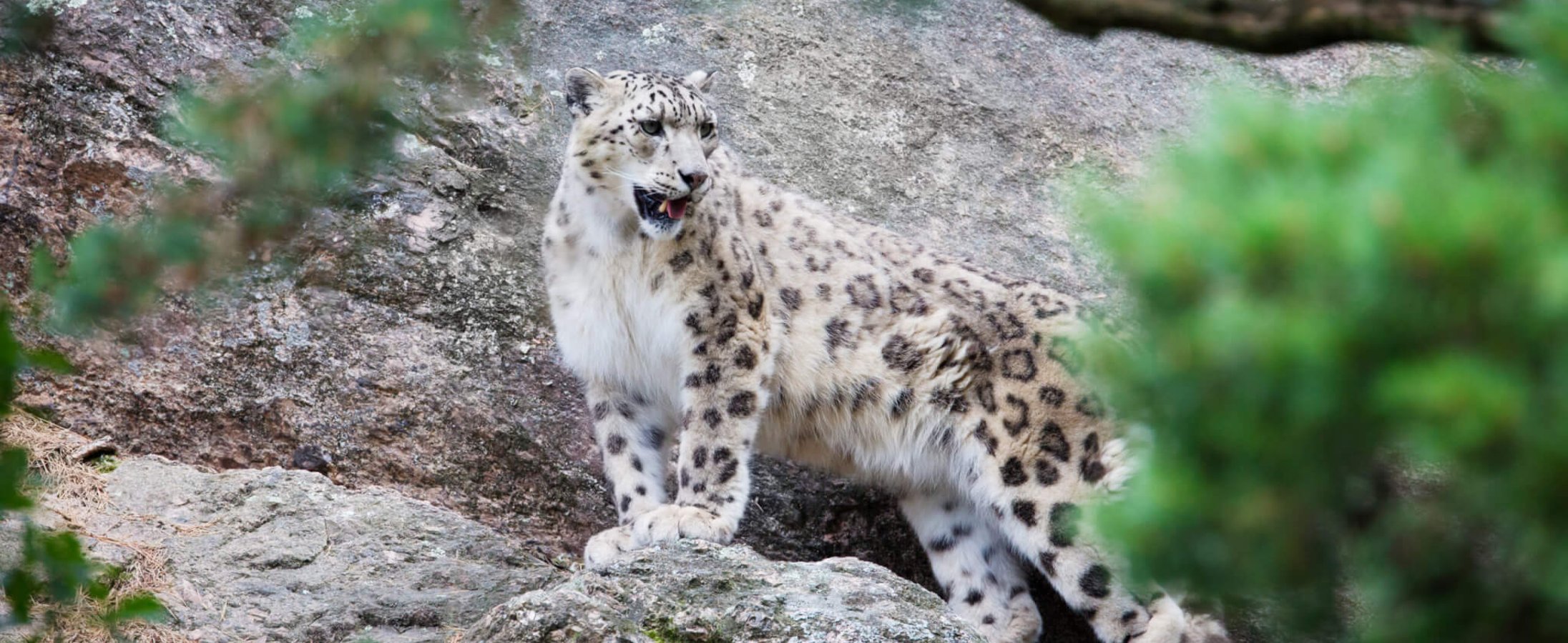 International Snow Leopard Day (October 23rd) | Days Of The Year