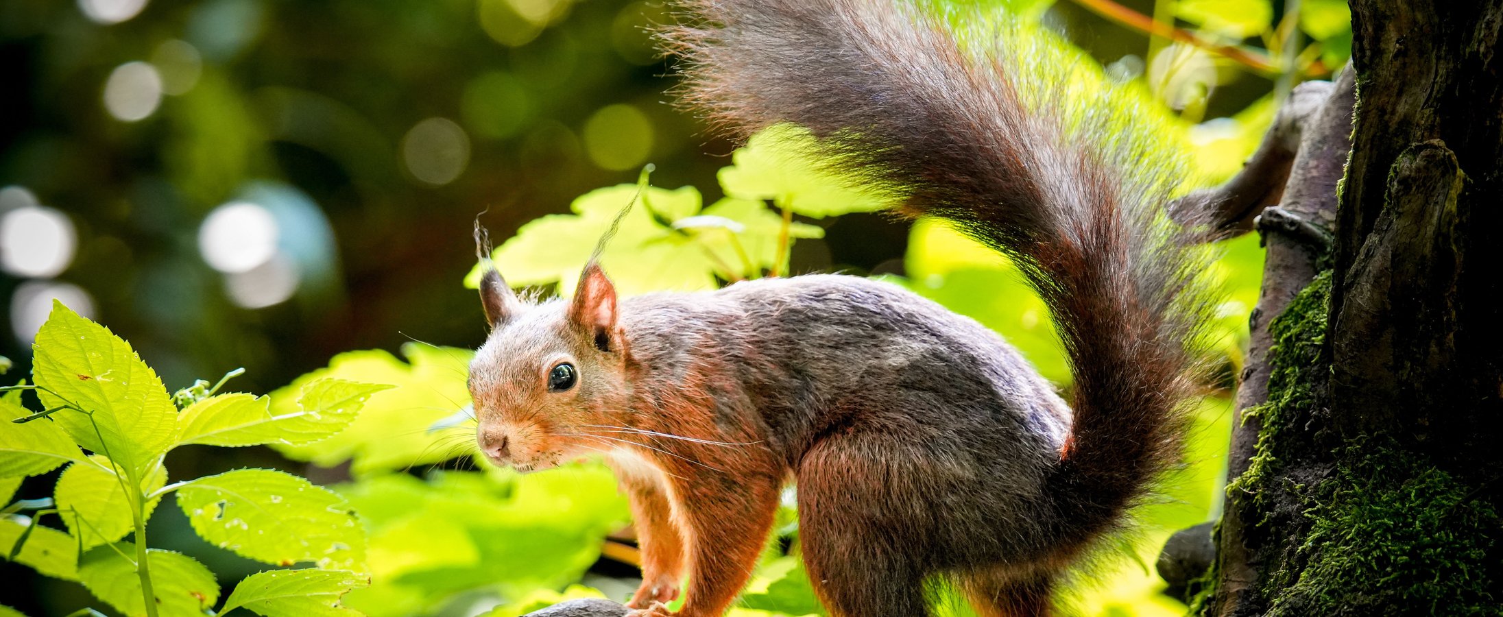 Squirrel Awareness Month (October 2026) | Days Of The Year