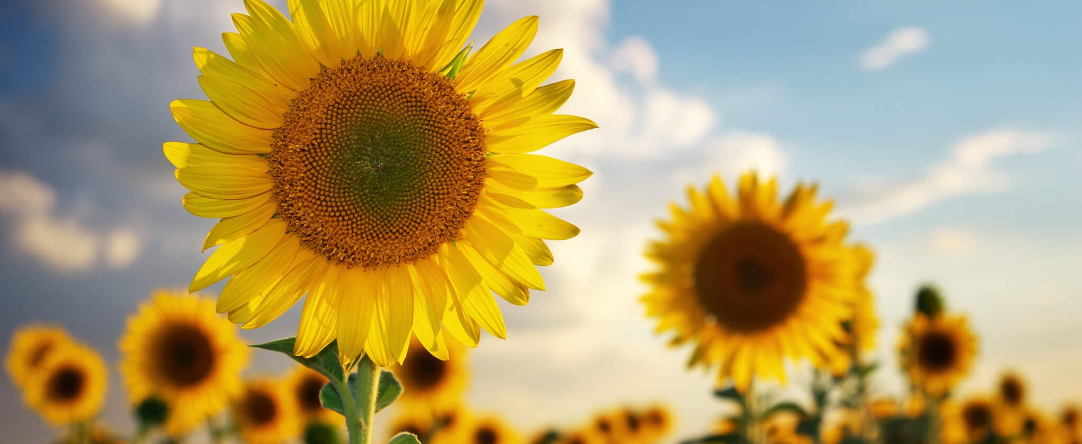 National Sunflower Day (August 1st, 2026) | Days Of The Year