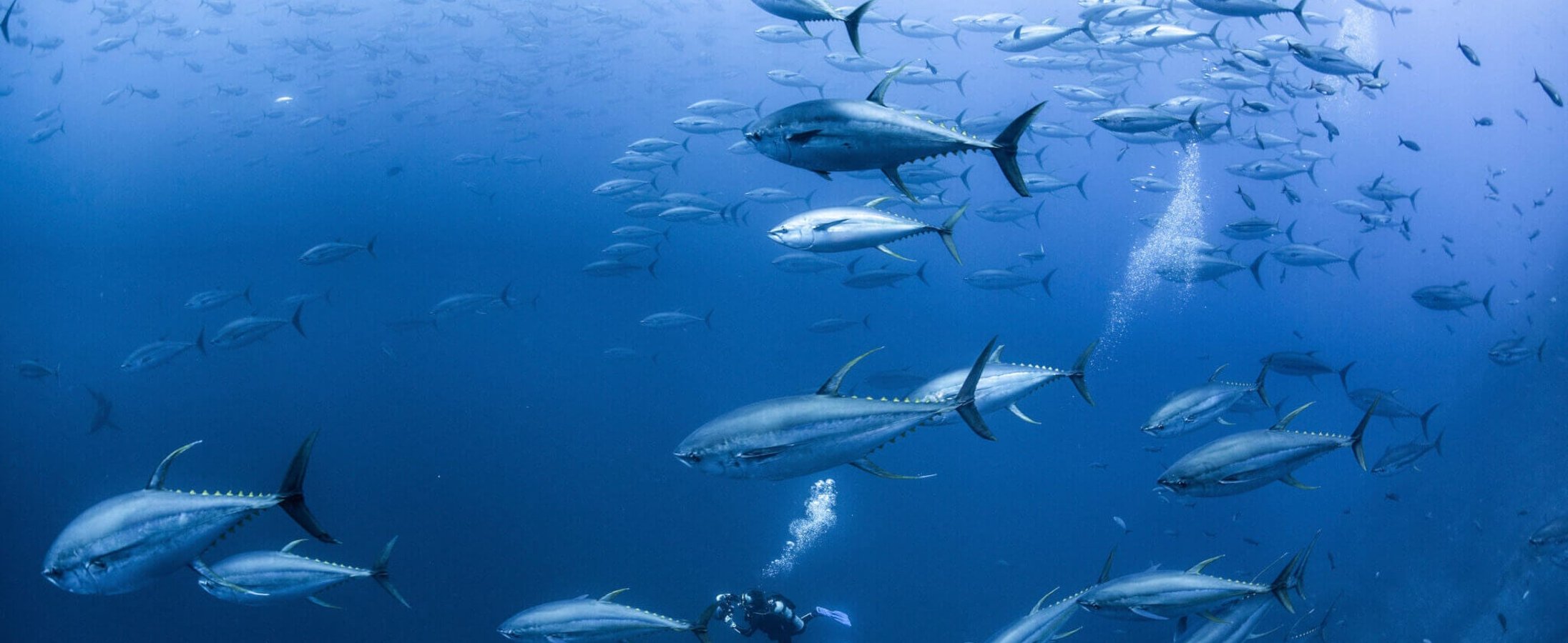 Tuna Rights Day (April 21st) | Days Of The Year