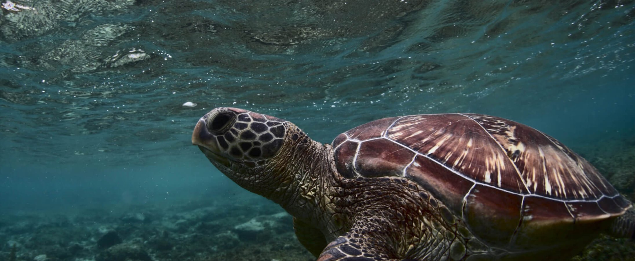 World Turtle Day (May 23rd) | Days Of The Year