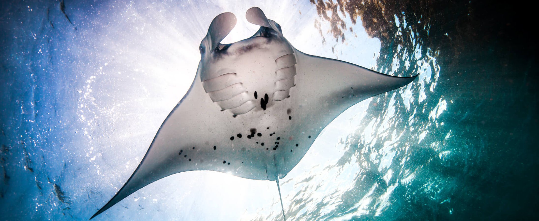 World Manta Day (September 17th) | Days Of The Year
