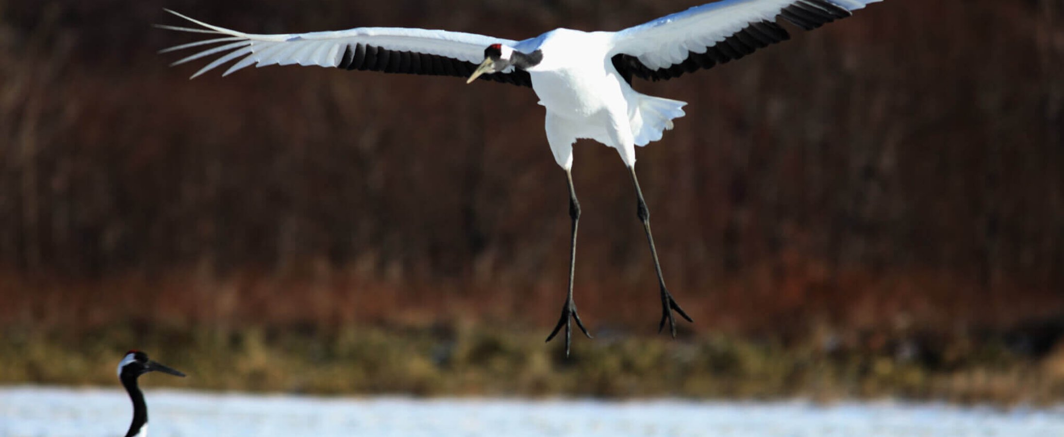 Whooping Crane Day (May 28th) | Days Of The Year