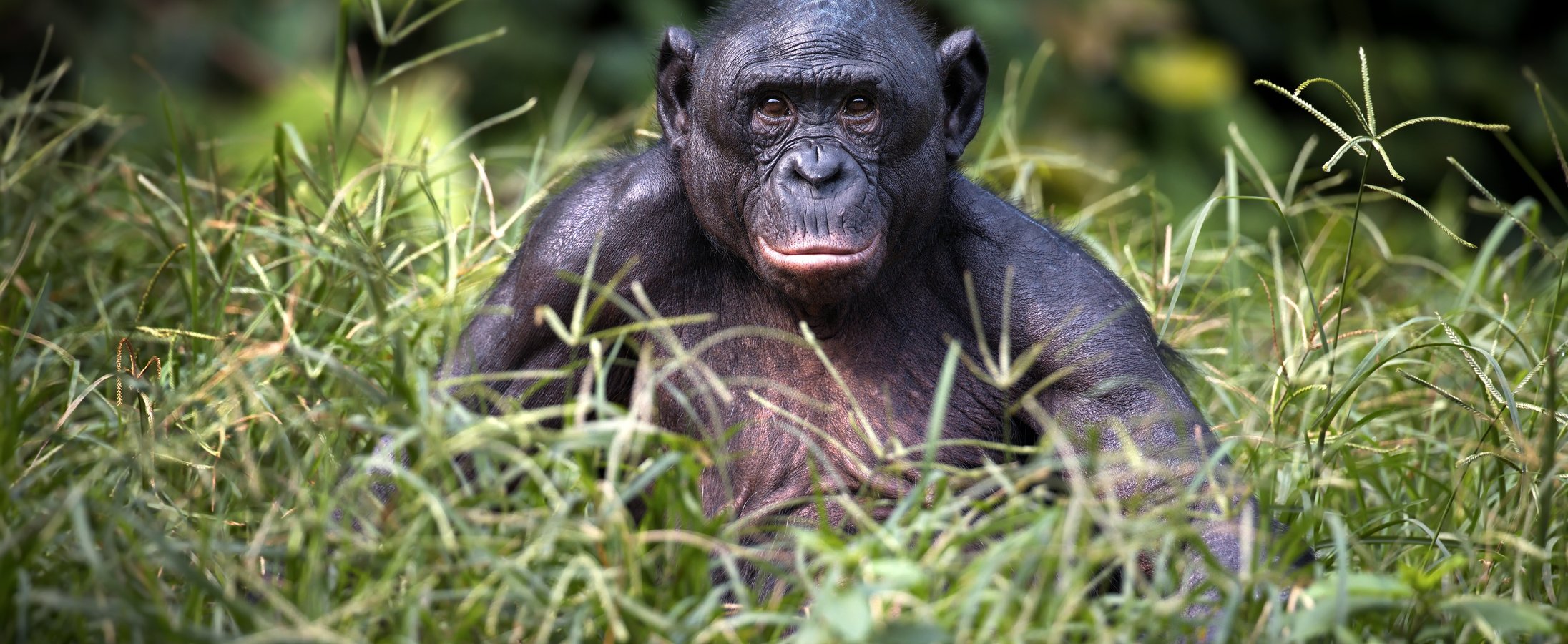 World Bonobo Day (February 14th) | Days Of The Year