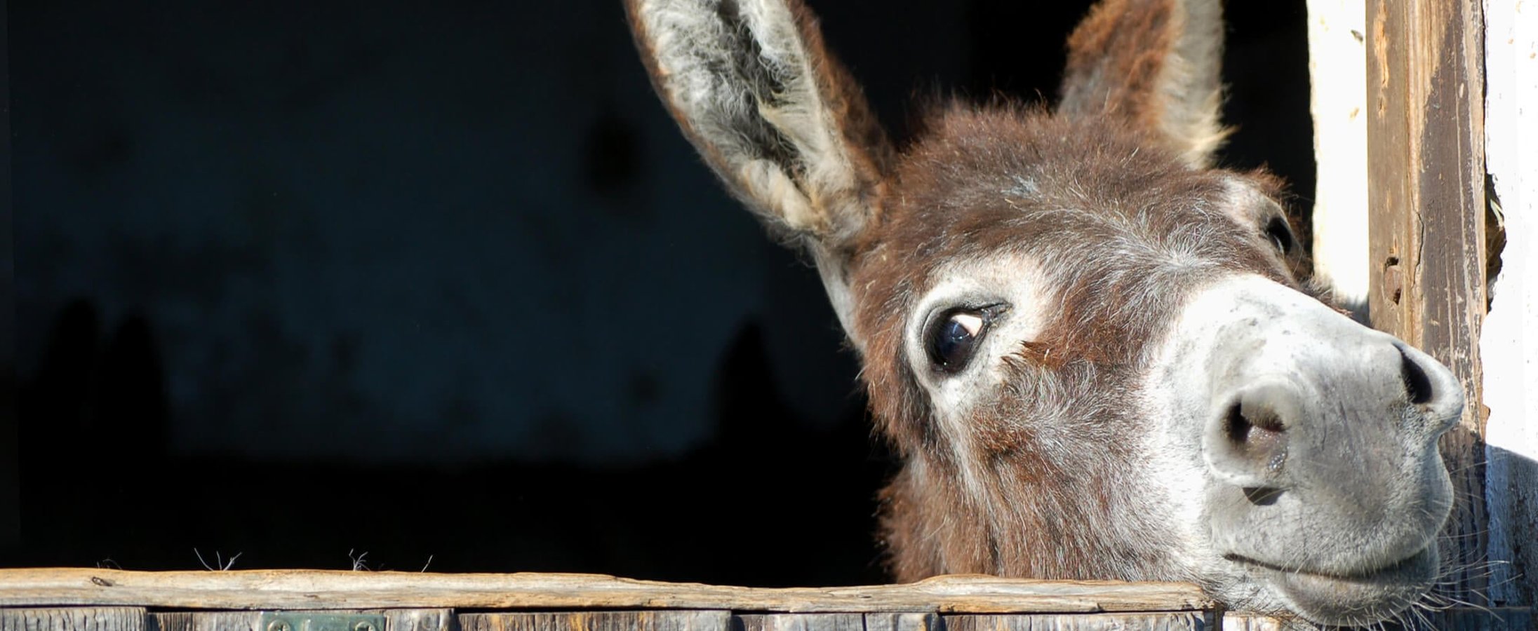 World Donkey Day (May 8th) | Days Of The Year