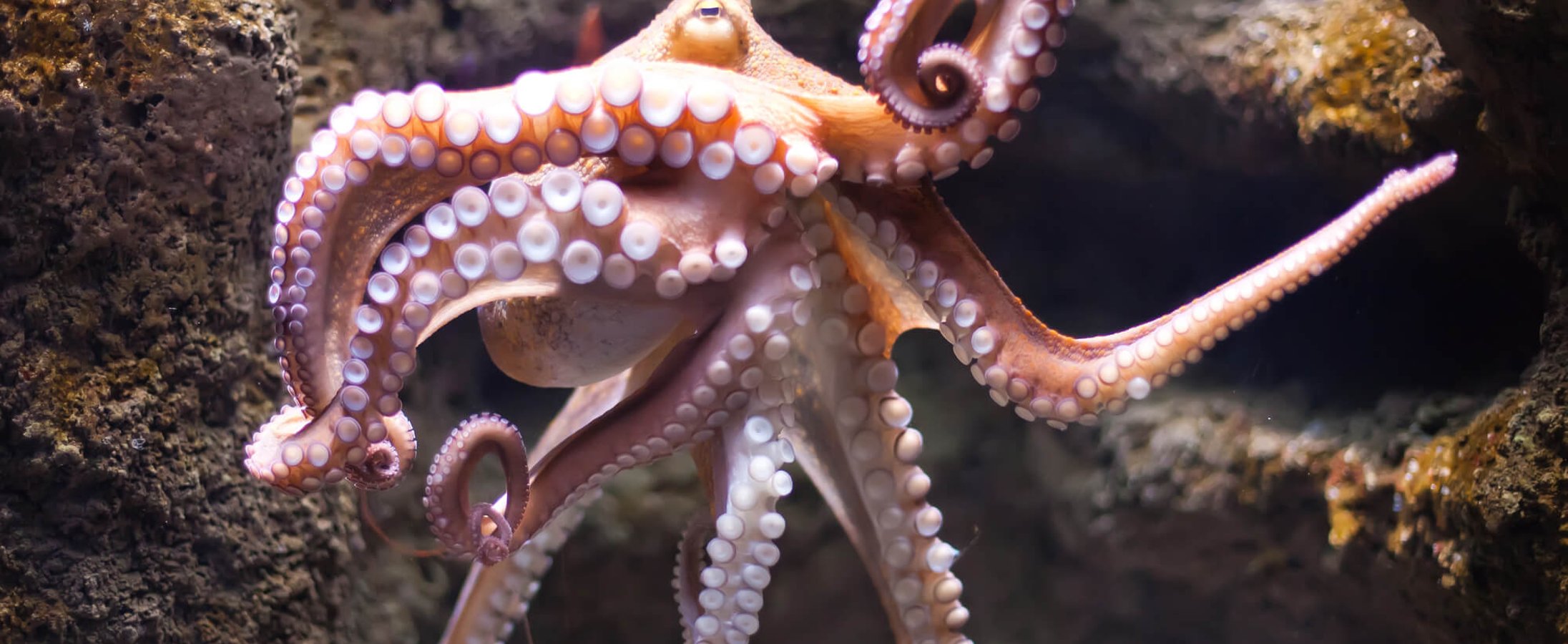 World Octopus Day (October 8th) | Days Of The Year