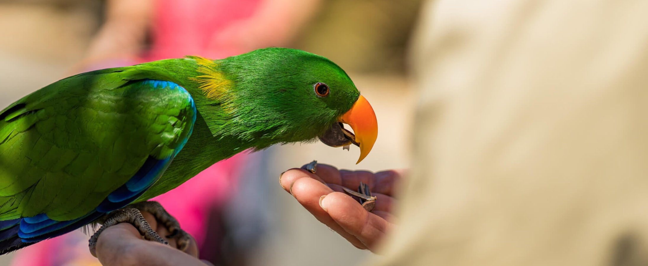 World Parrot Day (May 31st) | Days Of The Year