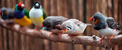 Bird Health Awareness Week (Feb 16th to Feb 22nd) | Days Of The Year