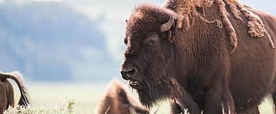 Bison-ten Yell Day (September 2nd) | Days Of The Year