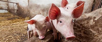 World Farm Animals Day (October 2nd) | Days Of The Year