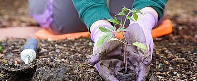 National Gardening Exercise Day (June 6th) | Days Of The Year