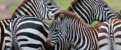 International Zebra Day (January 31st) | Days Of The Year