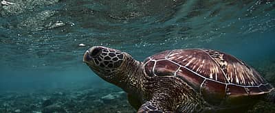 World Turtle Day (May 23rd) | Days Of The Year