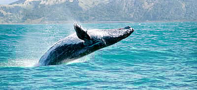 National Tim Tam Day (February 16th) | Days Of The Year