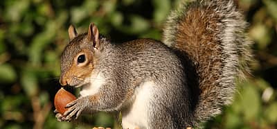 National Squirrel Appreciation Day | Days Of The Year (January 21st)