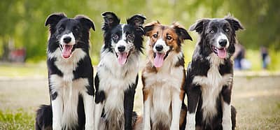 National Dog Day (August 26th) | Days Of The Year