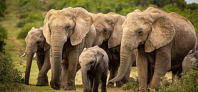 National Elephant Appreciation Day (September 22nd) | Days Of The Year